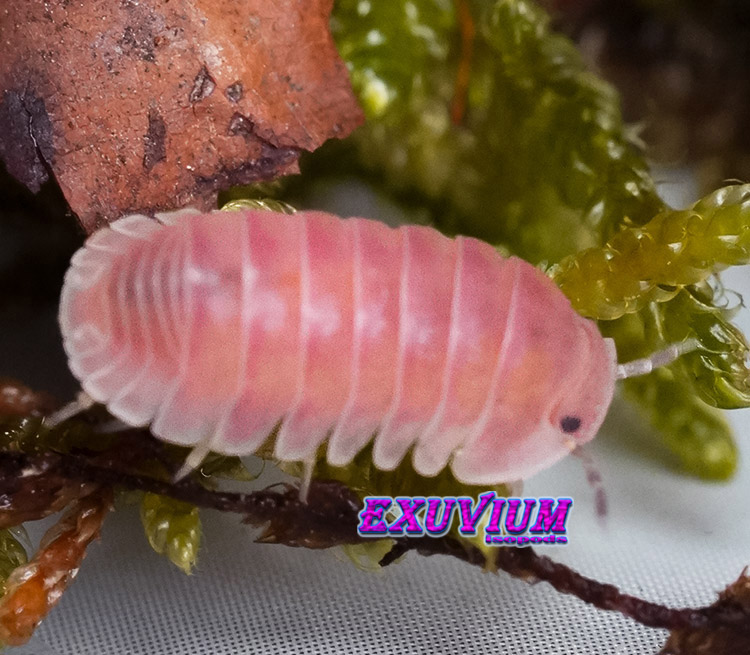 Cubaris sp. ‘Cherry Blossom’ (Sakura) – Exuvium Isopods