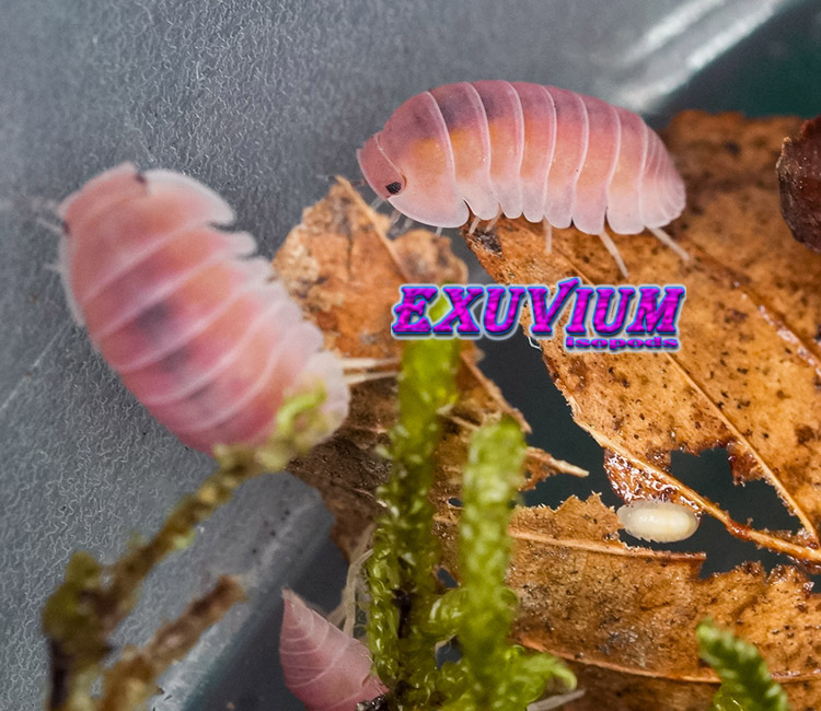 Cubaris sp. ‘Cherry Blossom’ (Sakura) Captive Bred Isopods – Exuvium ...