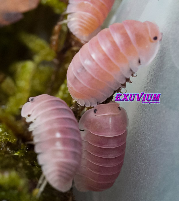 Cubaris sp. ‘Cherry Blossom’ (Sakura) Captive Bred Isopods – Exuvium ...