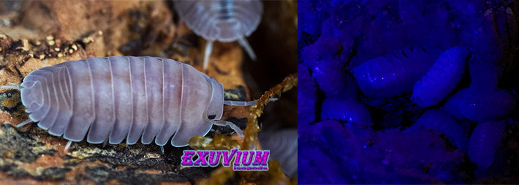 Cubaris sp. ‘Thai Angel Blue’ Captive Bred Isopods – Exuvium Isopods