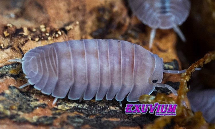 Cubaris sp. ‘Thai Angel Blue’ Captive Bred Isopods – Exuvium Isopods