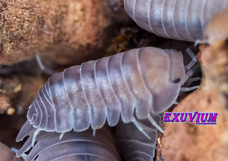 Cubaris sp. ‘Thai Angel Blue’ Captive Bred Isopods – Exuvium Isopods