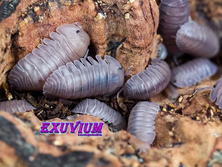 Cubaris sp. ‘Thai Angel Blue’ Captive Bred Isopods – Exuvium Isopods