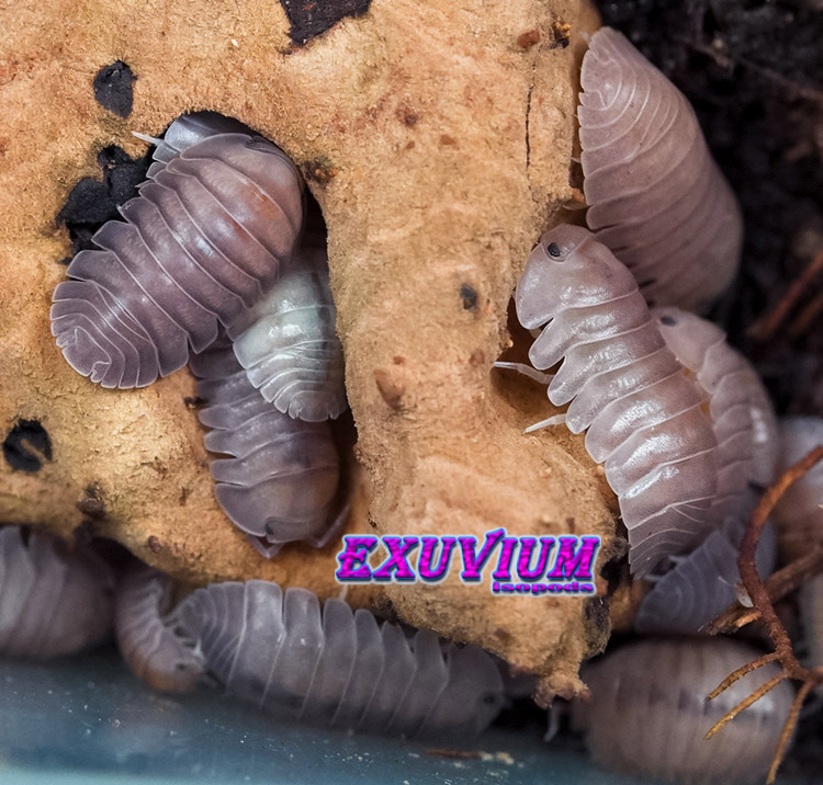 Cubaris sp. ‘Thai Angel Blue’ Captive Bred Isopods – Exuvium Isopods