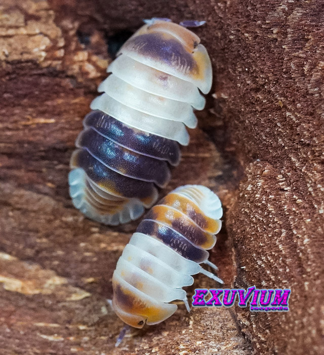 Cubaris sp. ‘White Shark’ – Exuvium Isopods