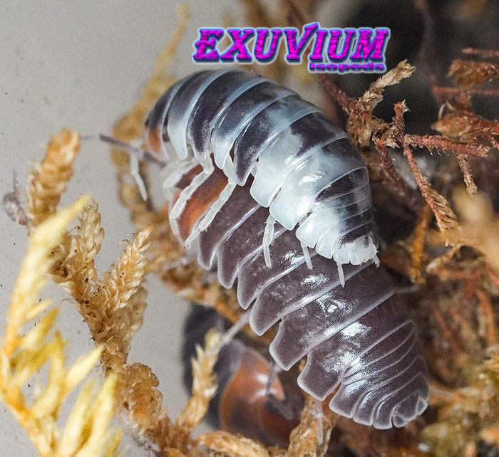 Armadillidium flavoscutatum ‘Redhead’ with genes for Dalmatian and ...