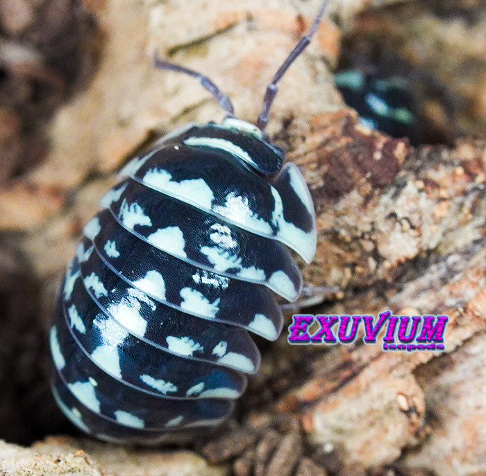 Armadillidium maculatum (Zebra Isopod) – Exuvium Isopods