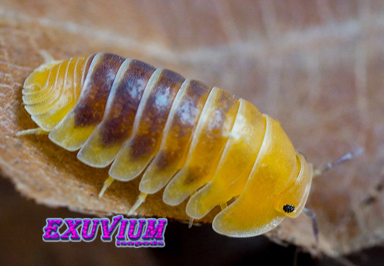 Cubaris sp. ‘Jupiter HC’ Captive Bred Isopods – Exuvium Isopods
