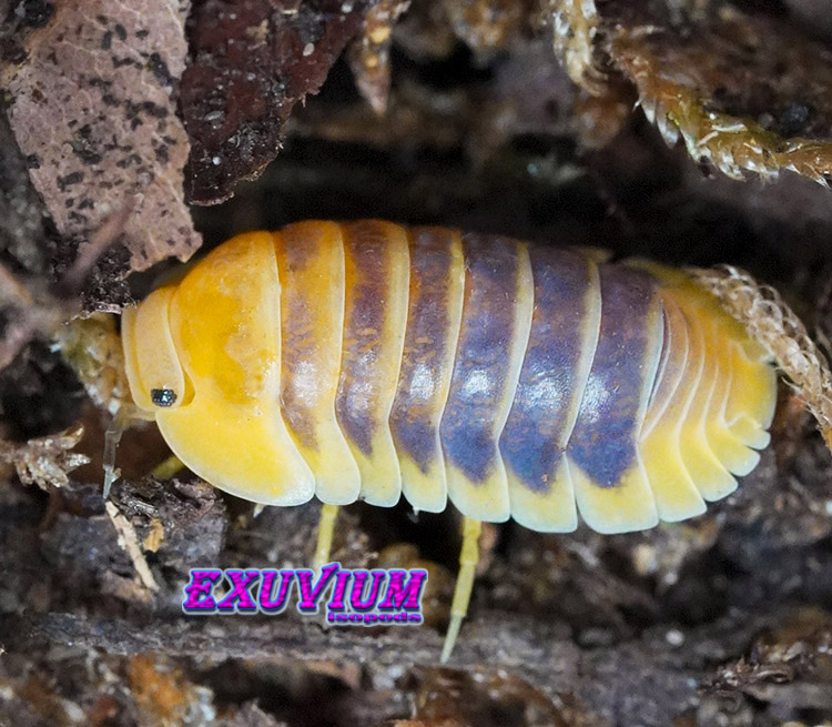 Cubaris sp. ‘Jupiter HC’ Captive Bred Isopods – Exuvium Isopods