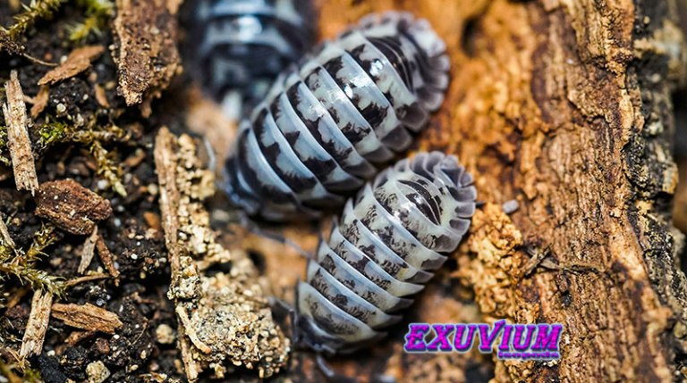 Armadillidium gestroi ‘Milky Way’ Captive Bred Isopods – Exuvium Isopods