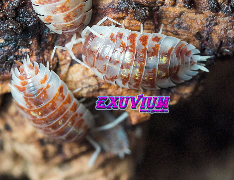 Oniscus asellus ‘Orange Mardi Gras’ Captive Bred Isopods – Exuvium Isopods