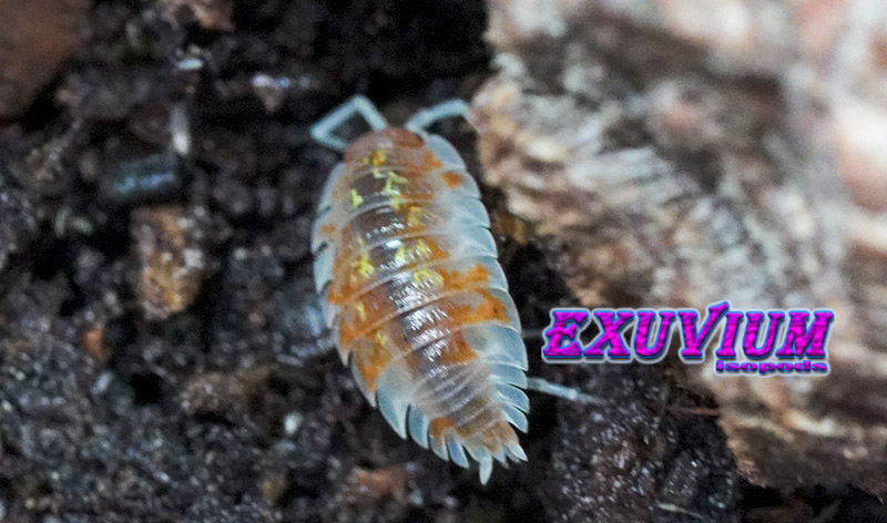 Oniscus asellus ‘Orange Mardi Gras’ Captive Bred Isopods – Exuvium Isopods