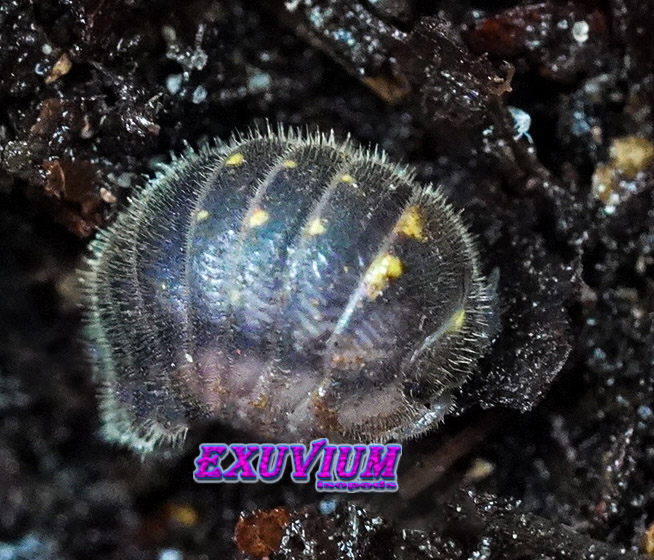 Trichodillidium pubescens (Fluffy Corfu Woodlouse) Captive Bred Isopods ...